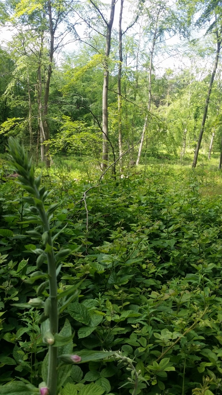 Lucy's Wednesday walks: Kinver Edge and Kingsford Forest Park