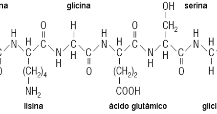 ENP_No7_Biología_curso_2017-2018: Identificación de Proteínas Biología ...