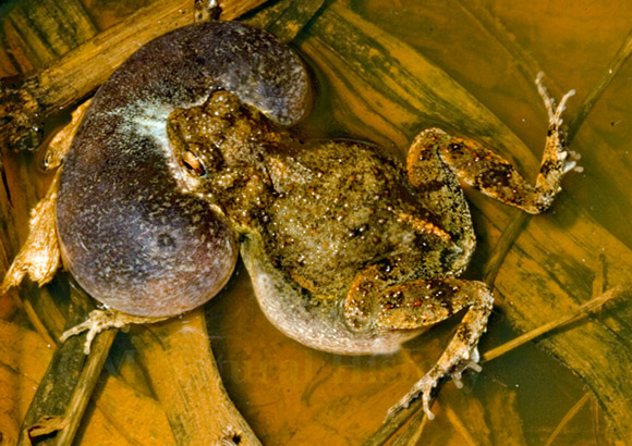 The Herpetology of Trinidad and Tobago: Tungara Frog, Engystomops ...