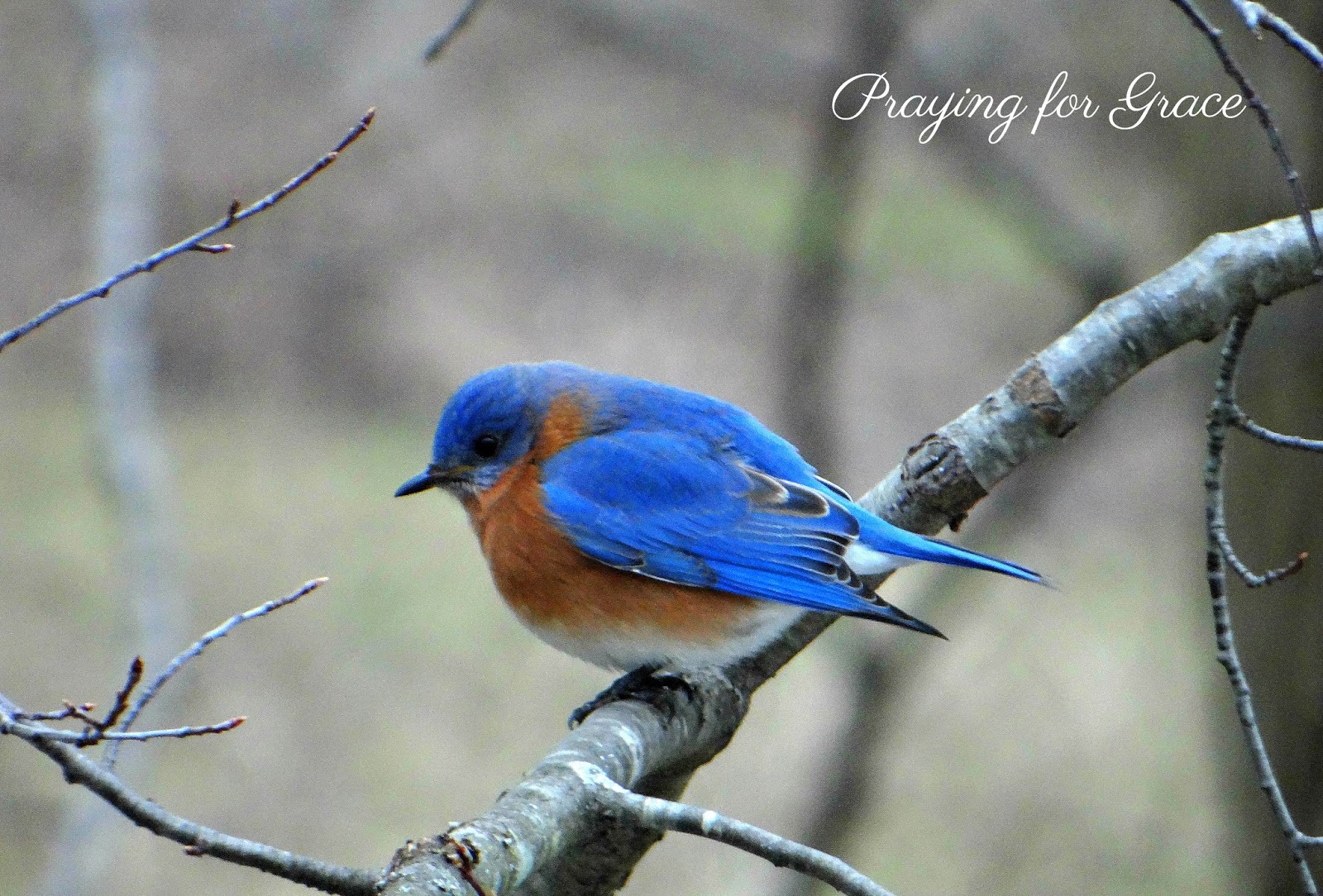 Praying for Grace: A Bluebird of Happiness