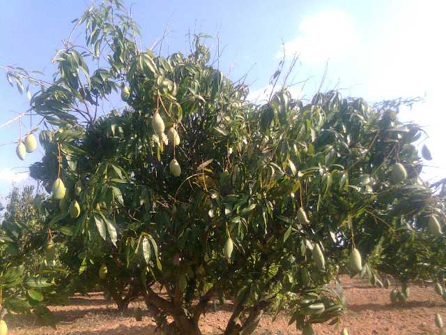 Flowers & Fruits! : Visit to Mango orchard in Srinivasapura,Kolar ...