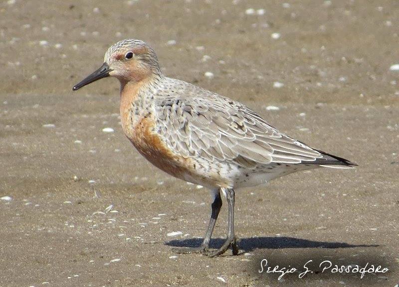 Aves del Golfo San Jorge: Playero rojizo (Calidris canutus)