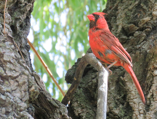 Bird & Travel Photos, Birding Sites, Bird Information: MOLTING NORTHERN ...