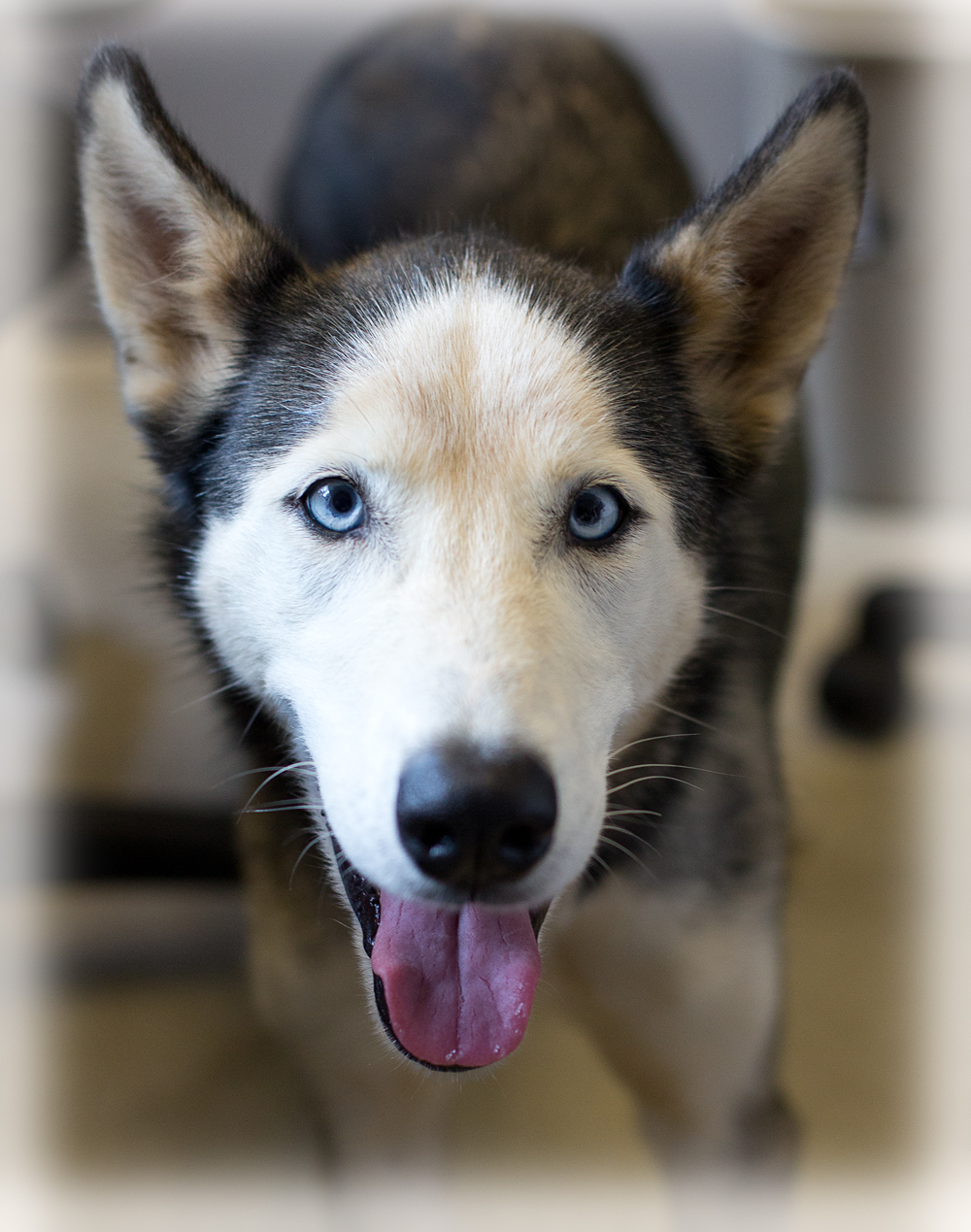 Shelter Dogs of Portland: "AMELIA" sweet Husky