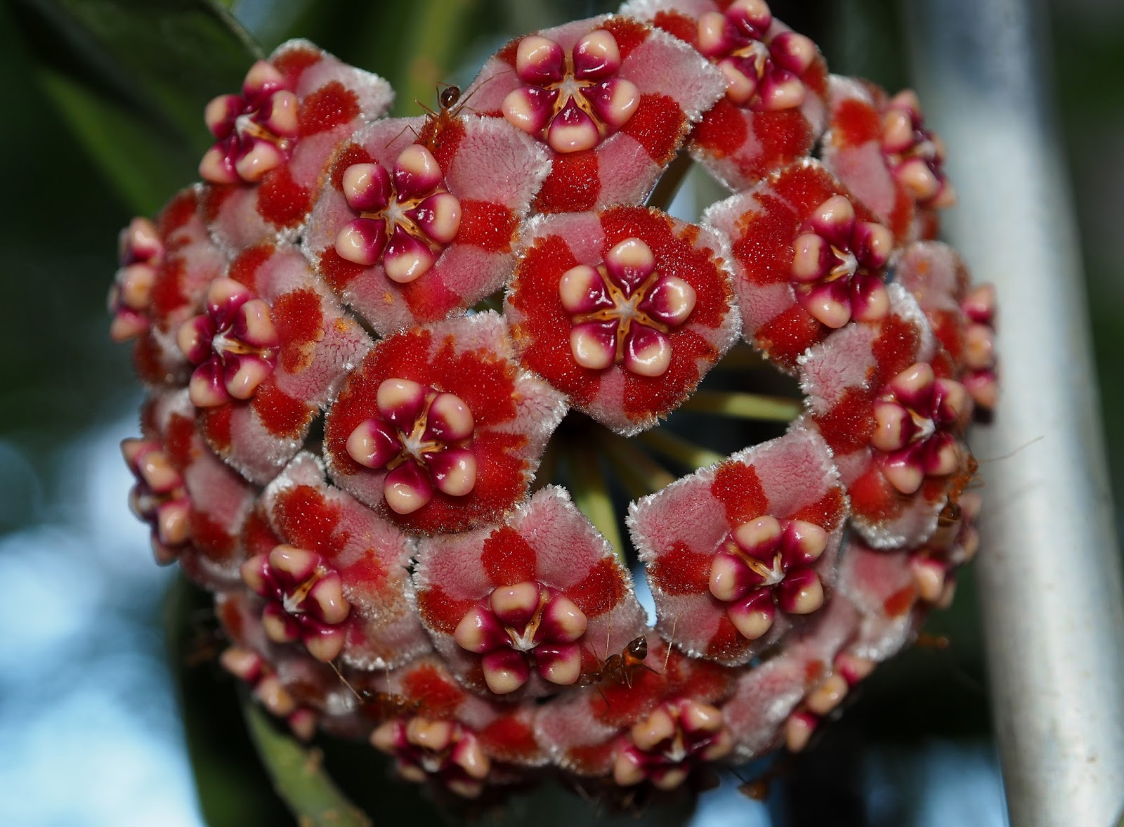 Hoya meliflua - Alchetron, The Free Social Encyclopedia