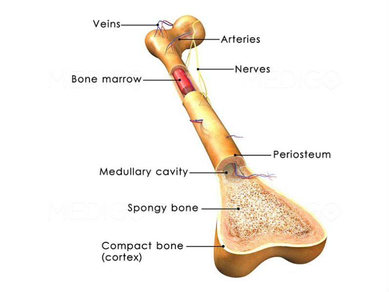 Systems Of 5 Immune System Organs And Functions systems-of-5-immune-system-organs-and-functions