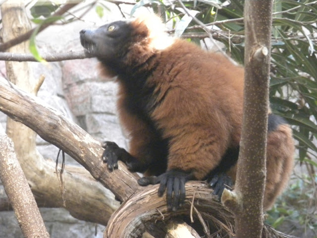 The Zoo Review: Species Fact Profile: Red Ruffed Lemur (Varecia rubra)