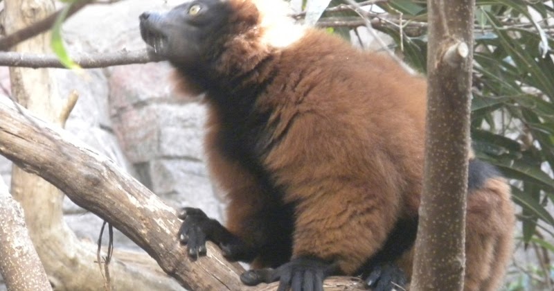 The Zoo Review: Species Fact Profile: Red Ruffed Lemur (Varecia rubra)