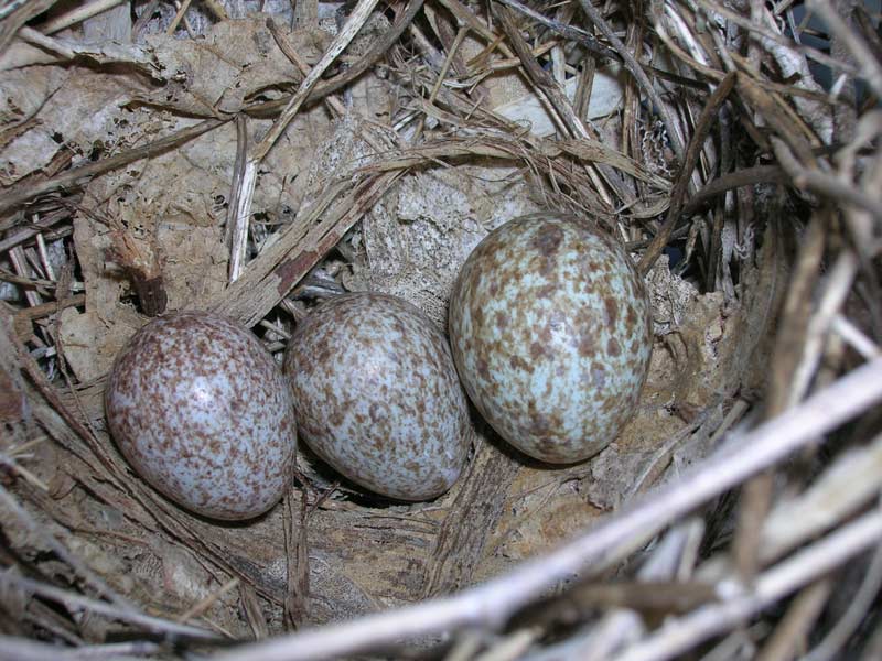 Bird In Everything Cardinal Bird Eggs bird-in-everything-cardinal-bird-eggs