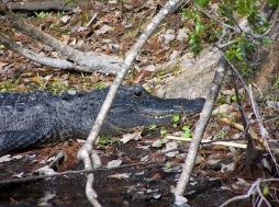 Explore Southern History: (Monster Monday) Two-Toed Tom, Alligator ...