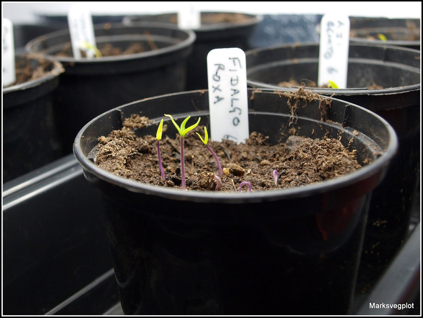 Mark's Veg Plot: How to germinate chillis
