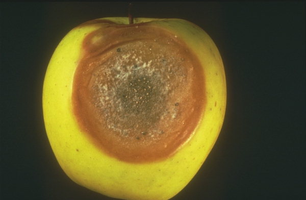 Geoponika: Φωτογραφικό υλικό με μυκητολογικές ασθένειες μηλιάς και αχλαδιάς