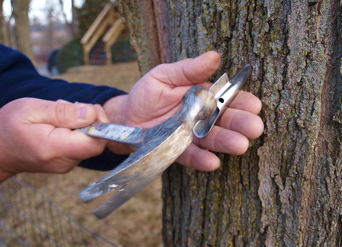 Ohio Thoughts: Sugaring or Tapping Maple Trees