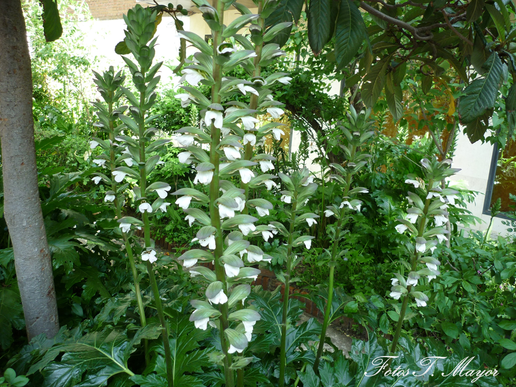 Flores y plantas silvestres: " Acanthus mollis ". Acanto, Alas de ángel ...