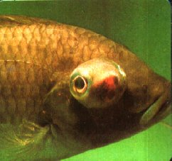 Betta Splendens: Les maladies: L'Exophtalmie