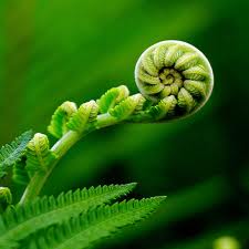 Health and Beauty: Manfaat Daun Pakis (Sayur Pakis)