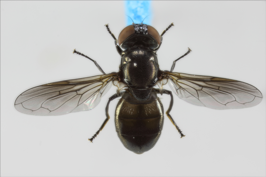 Nature photography with magnification: Using Hugin for focus stacking