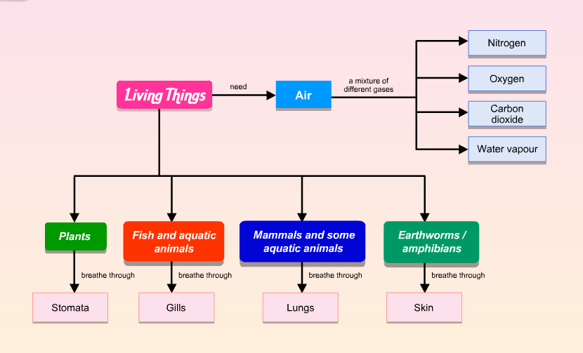 Respiratory System Concept Map Mind Map Examples Mind - vrogue.co