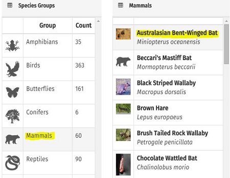 Interactive global species distribution map (bats)