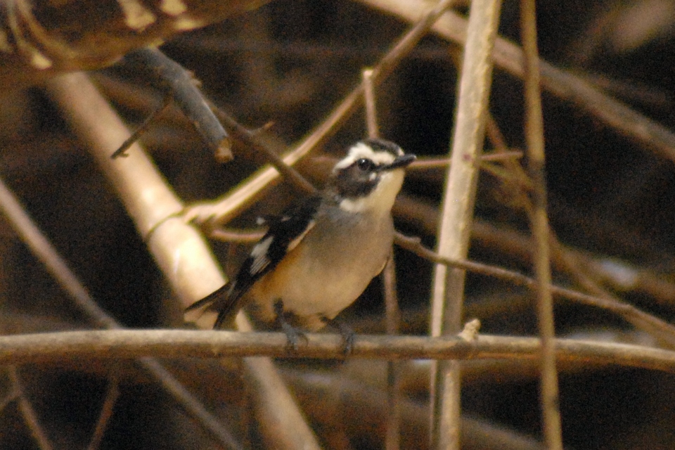 Kay Parkin Birding: Darwin and the Top End