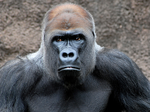 Animals And Birds: Ape animal profile 2011 & Images