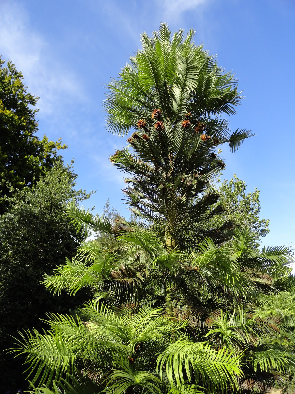 danger garden: Kew Wednesdays, Sackler Crossing and "shopping"…