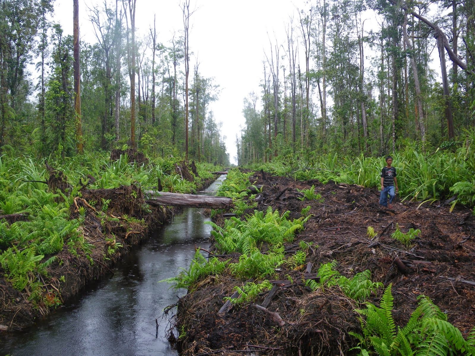 Mengenal Lahan Gambut - Nirwana Nusantara