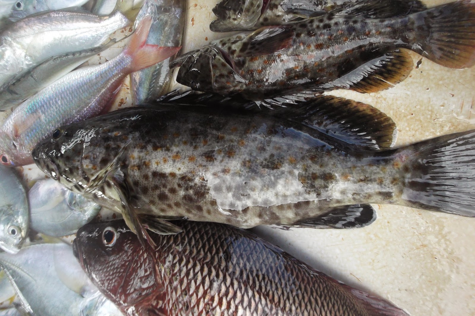 NEGOMBO SEAFOODS: KOSSA