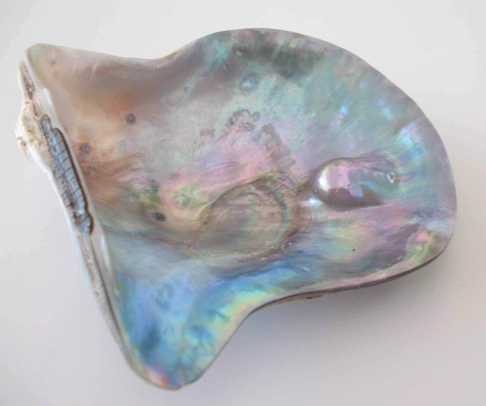 El Arte de la Orfebrería y Joyería : Madre Perla o Nacar