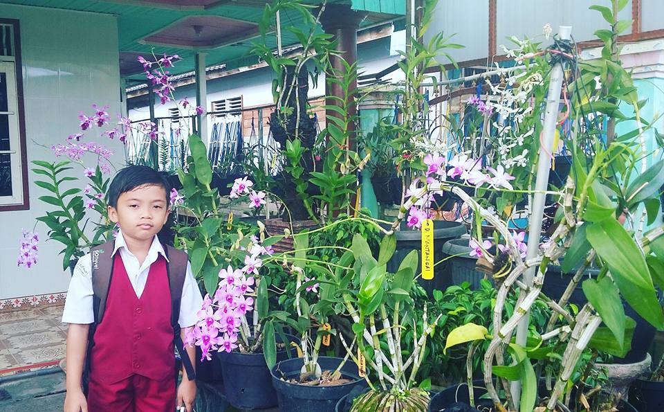 JUPRIYANTO Kuala Kapuas Kalteng: DENDROBIUM CAPUNG MASKOT DI PONDOKKU