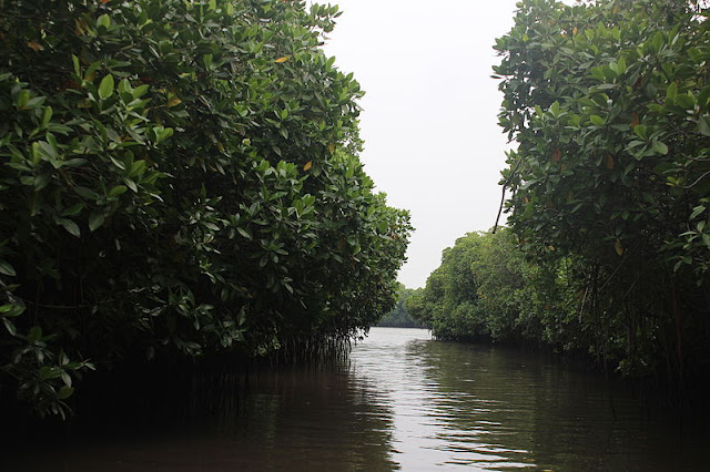 Tamilnadu Tourism: PICHAVARAM