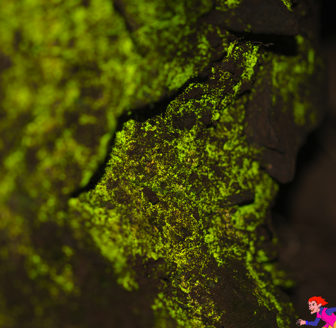 In the Company of Plants and Rocks: Of Mosses and Mountains, I ...