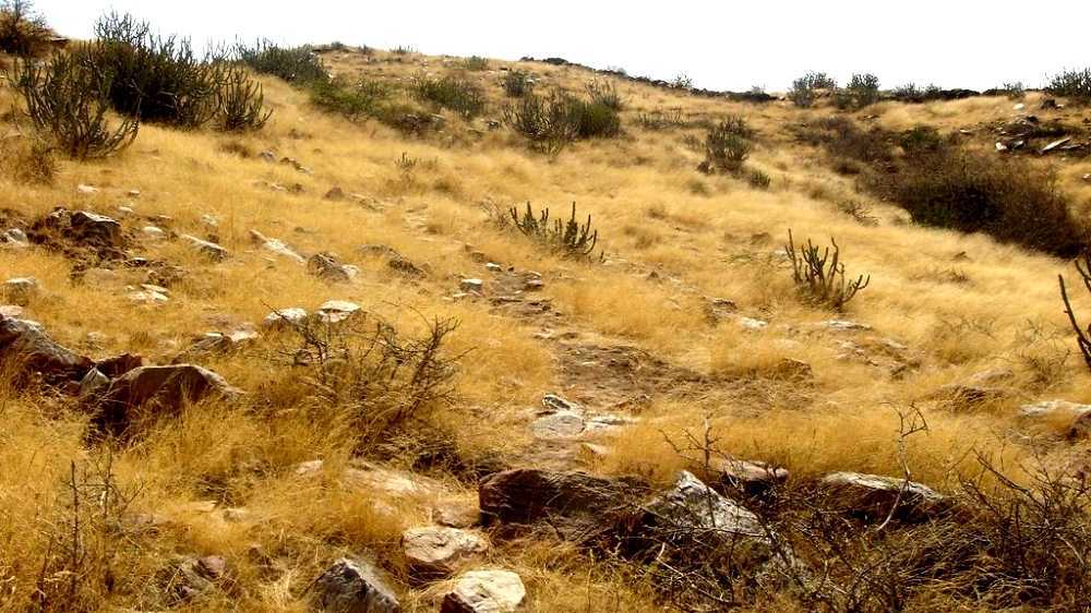 Dry grassland
