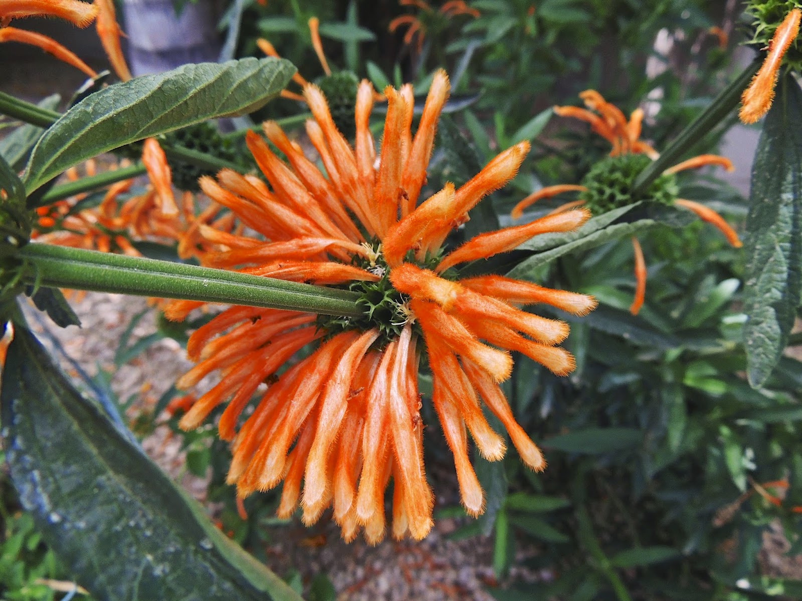 Scottsdale Daily Photo: Photo: Lion's Tail Flower