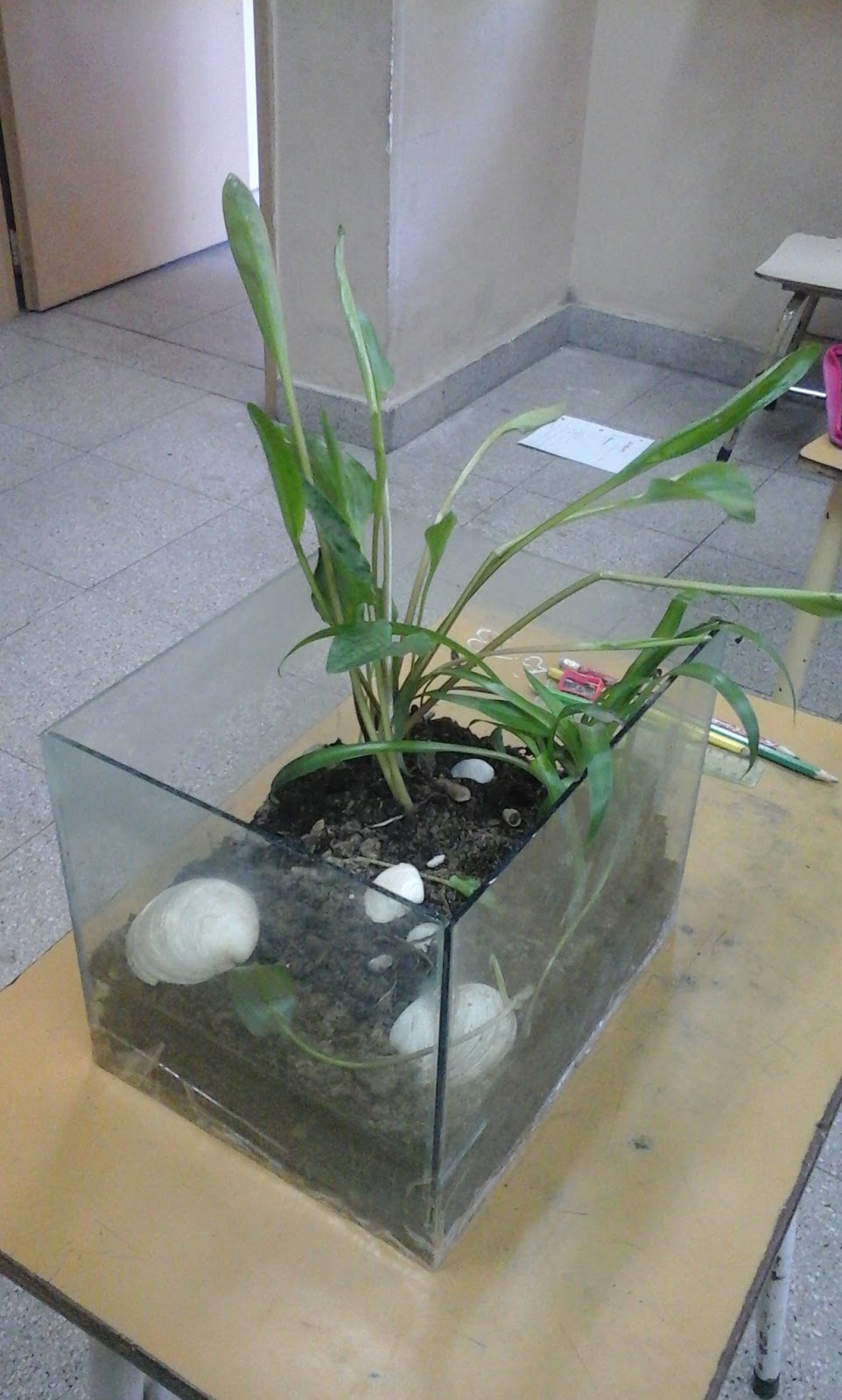 Escuela 11 DE 12: Nuestro terrario - 4to grado