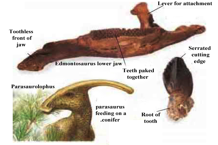 Dinosaurs: Dinosaur Lifestyles