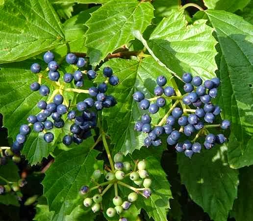 Fruit Seeds of Southern Michigan: Viburnum dentatum -- Southern Arrowwood
