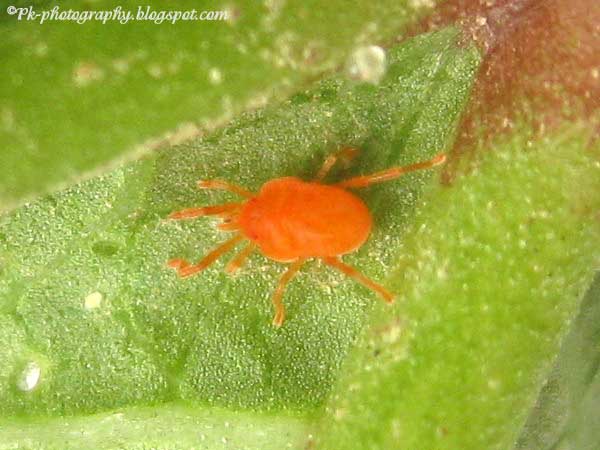 Red Spider Mite | Nature, Cultural, and Travel Photography Blog