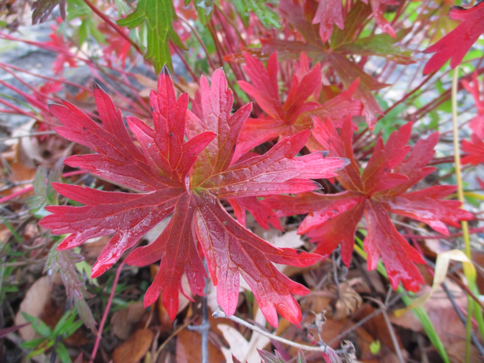 Rotary Botanical Gardens - Hort Blog: Fall Color Is Dynamite
