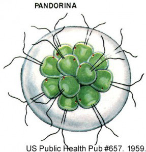 smart_ebook: Pandorina