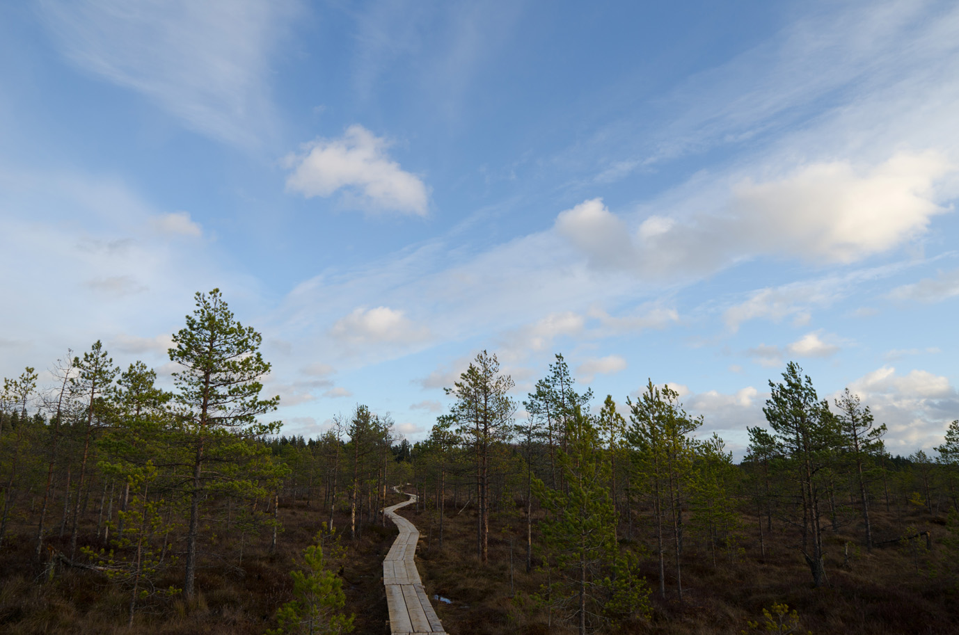 Loitsija: Enne aastavahetust Valgesoo rabas