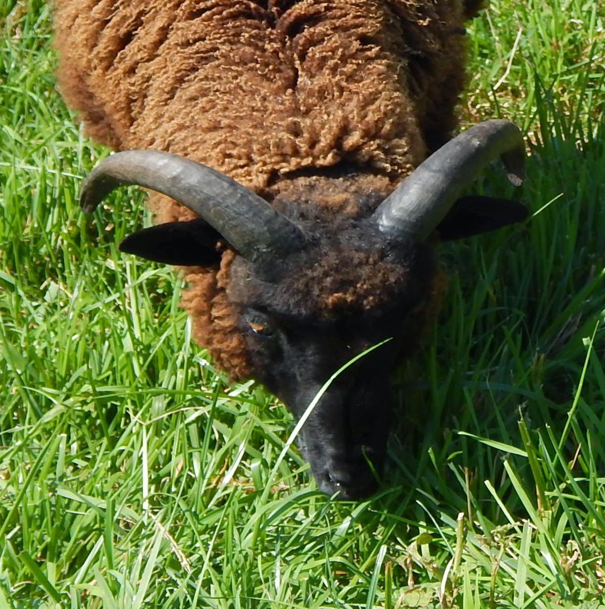 Under The Son Farm: Tups, Tattie Brew, and Wisconsin too