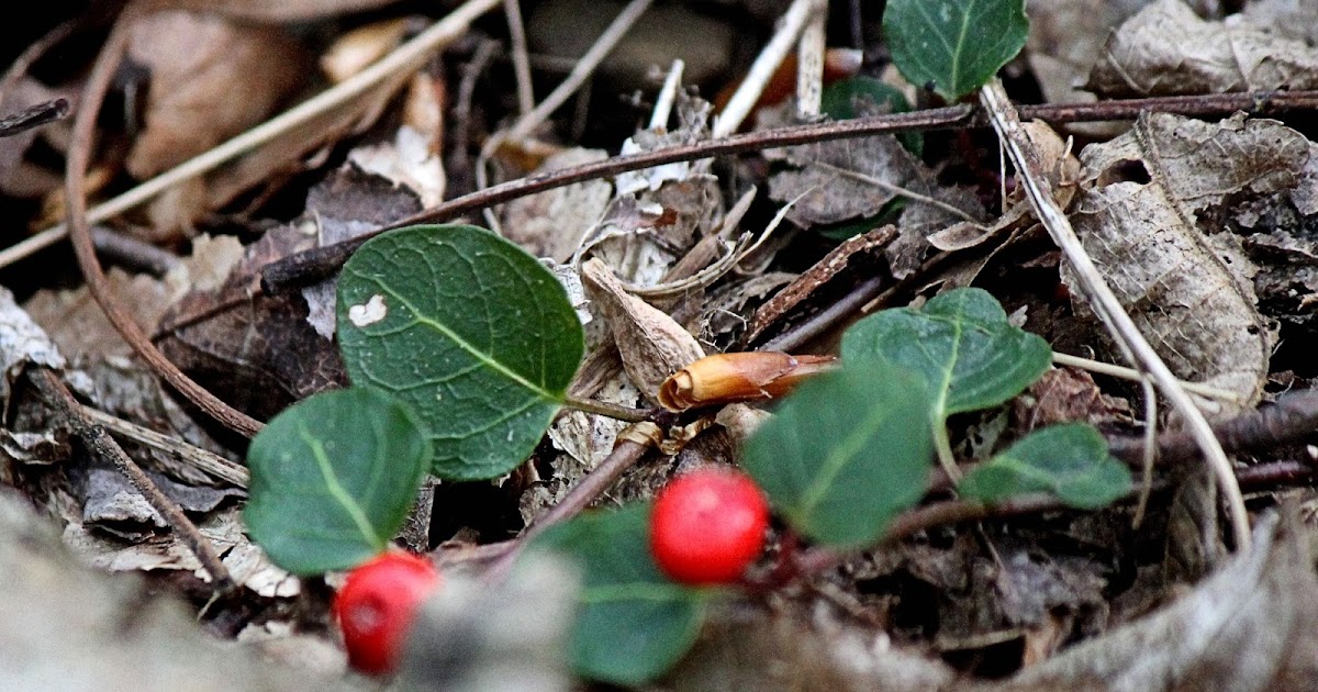 Berry Vine On The Trail