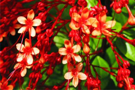 Departamento del Chocó - Decimo C