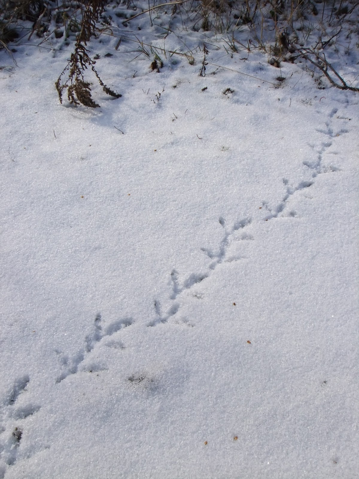 Ruffed Grouse, Drumming on a blog: Winter Grouse