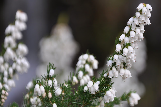Desde Alájar: Brezo blanco