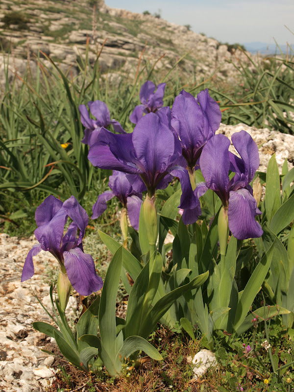 Vinoteca andarina: Salida 12 de Mayo: El Torcal