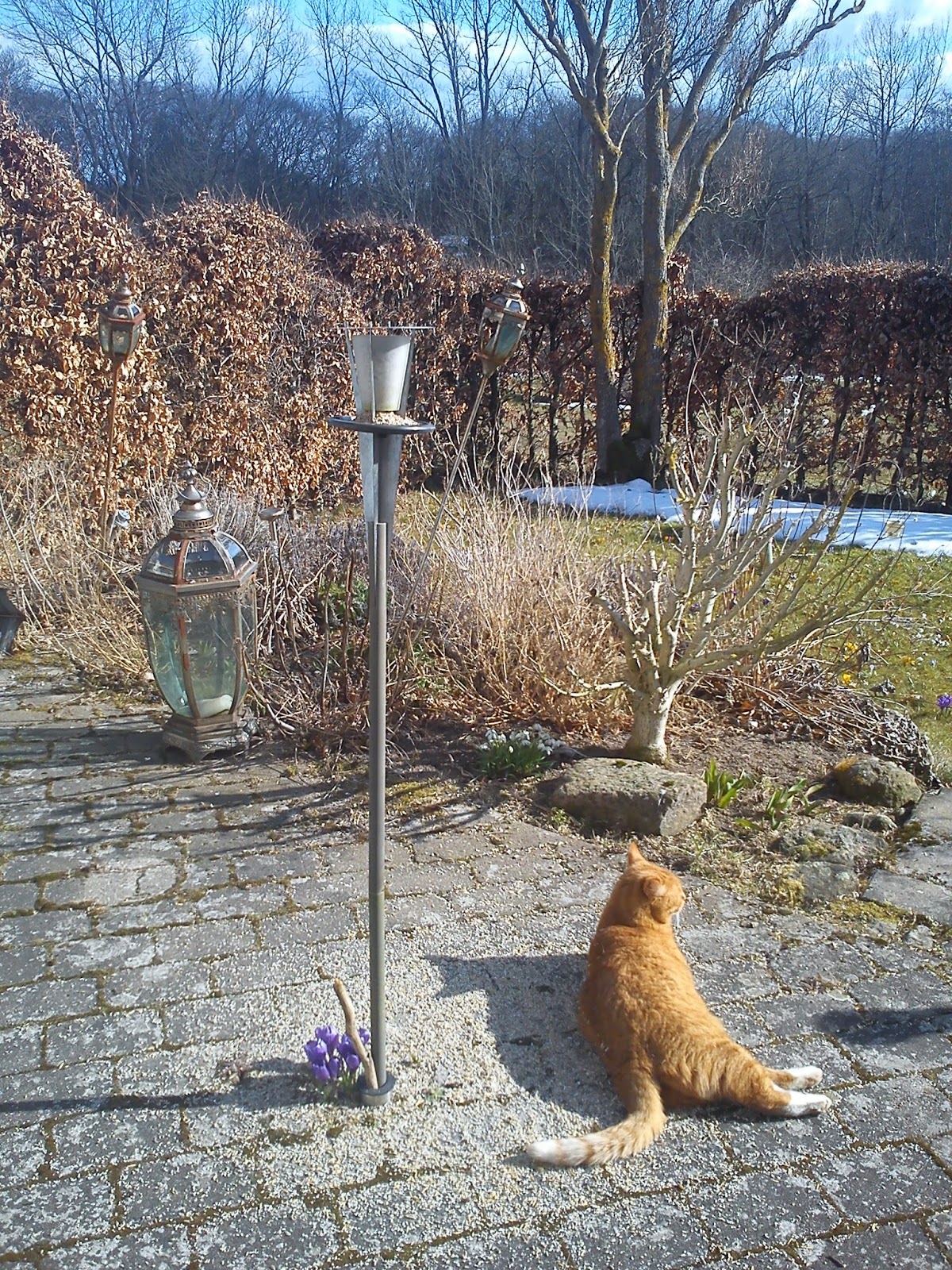 Kitchen of Kiki: Hannibal the Cat turns 5 year old