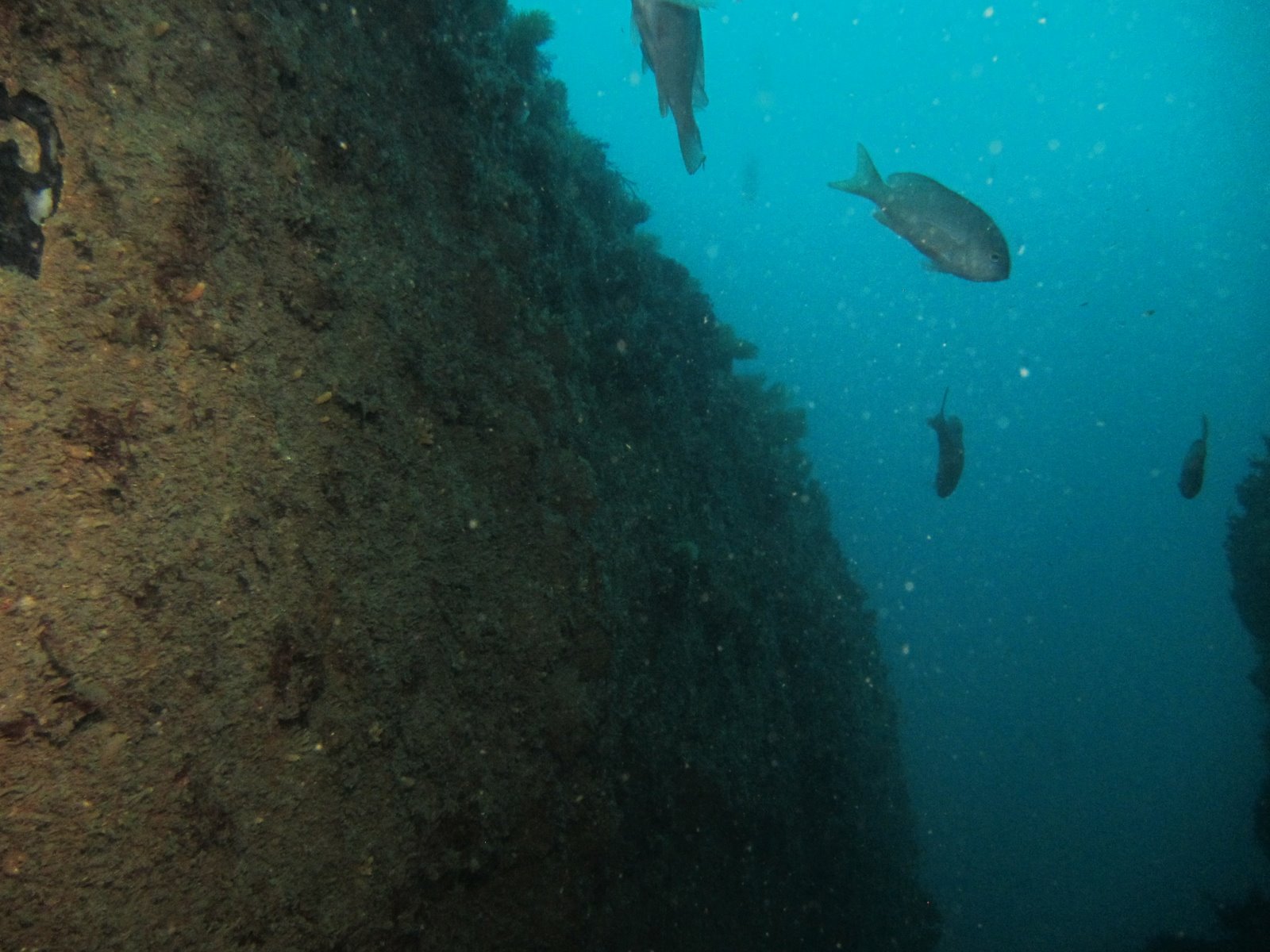Diving: Coogee Wreck and portsea pier