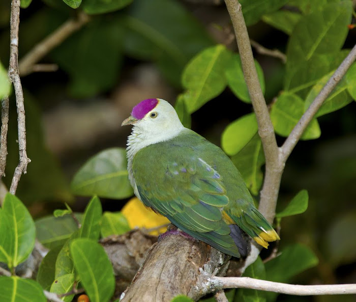 Πτιλινόπους - Ορνιθοπανίδα